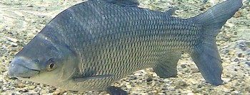 Peixe curimatã - Colpani Piscicultura