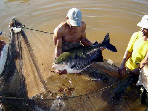 Piscicultura sofre com poucos frigoríficos e altos impostos ...