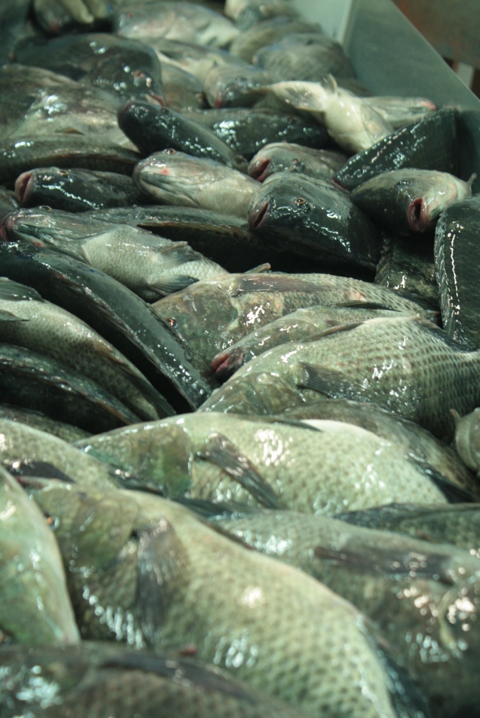 PeixeBR-Produção - Piscicultura: Tudo que você precisa saber