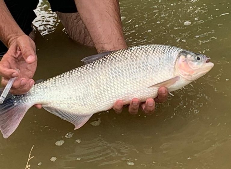 Piscicultura: Tudo que você precisa saber - Produção de Alevinos