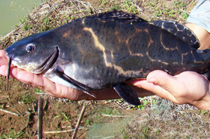 jundia - Piscicultura: Tudo que você precisa saber