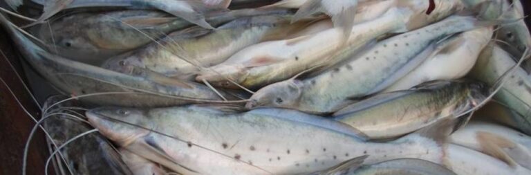 Portarias vão avaliar pesca sustentável da piracatinga - Piscicultura ...